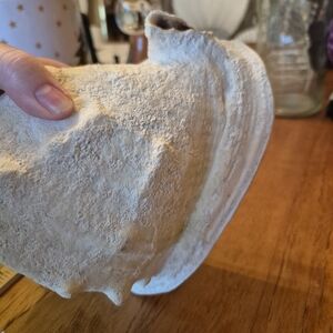 Accents | Large Vintage Queen Helmet Conch Shell Horned Collectible ...